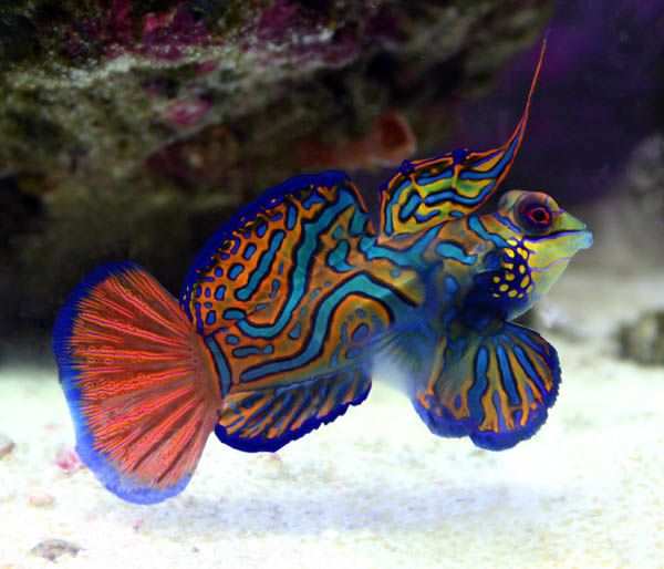 Le poisson Mandarin, Synchiropus Splendidus - Quilaztli, un petit monde ...