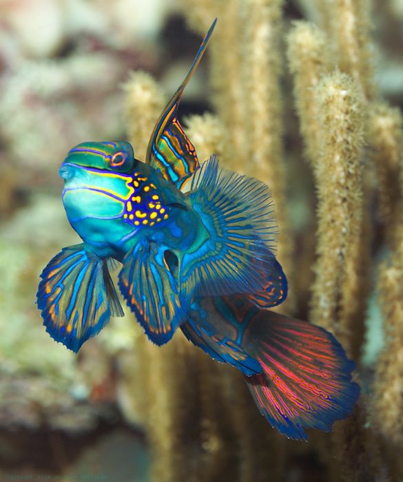 Le poisson Mandarin, Synchiropus Splendidus - Quilaztli, un petit monde ...