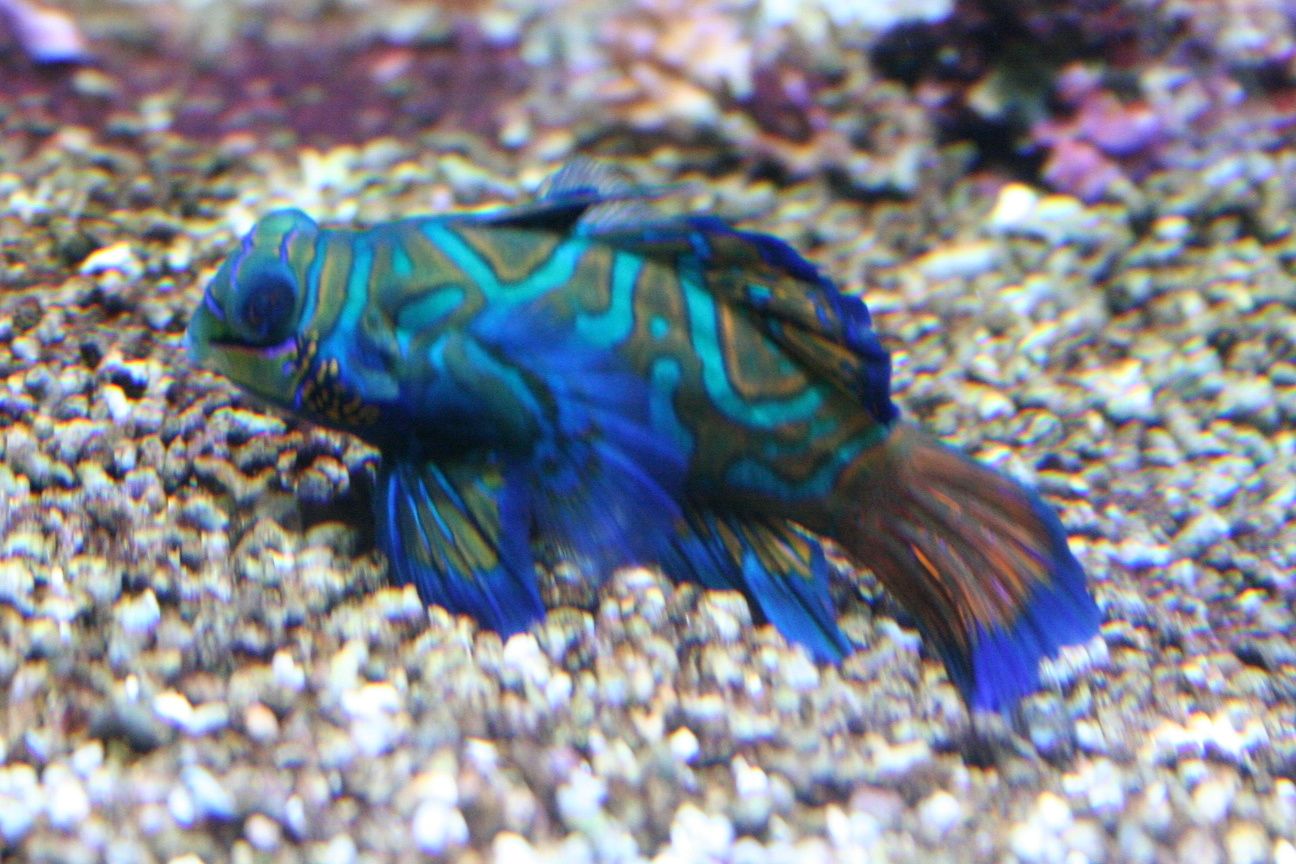 Le poisson Mandarin, Synchiropus Splendidus - Quilaztli, un petit monde ...