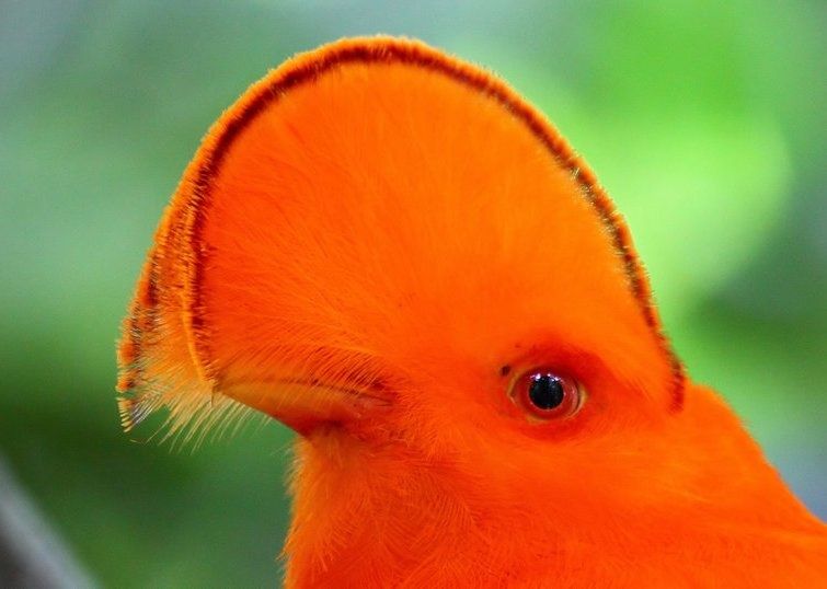 Le Coq-de-Roche Orange, Rupicola Rupicola, Amérique du Sud - Quilaztli ...