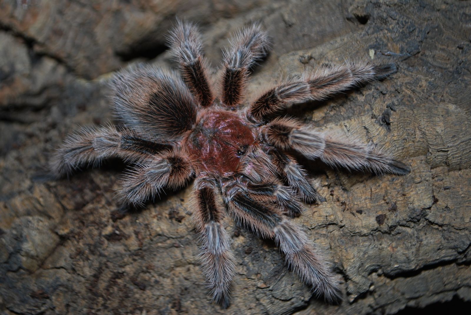 La Mygale Rose, Grammostola rosea, Chili - Quilaztli, un petit monde d ...