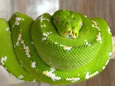 Le Python Vert, Morelia Viridis, Australie, Nlle Guinée - Quilaztli, un ...