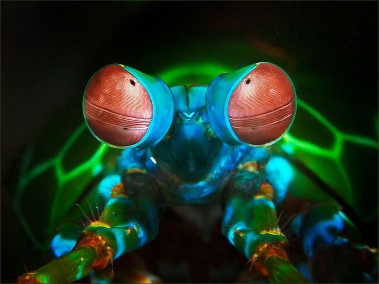 La Squille multicolore, Odontodactylus scyllarus, crevette-mante paon ...