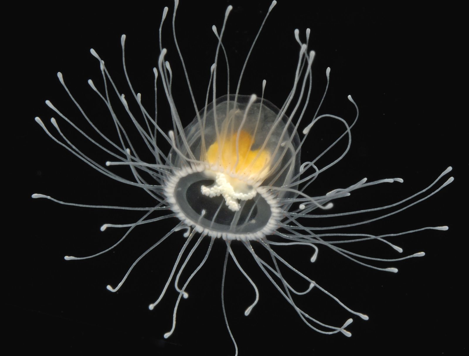 Turritopsis Nutricula, une méduse immortelle? - Quilaztli, un petit ...