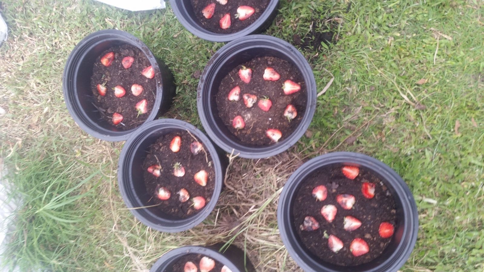 essai de plan de fraisiers... - Le blog de TITIUDON