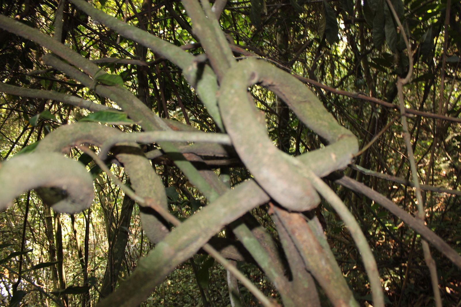 Festas da Damba: As quedas do Ngungi - Portal da Damba e da História do ...