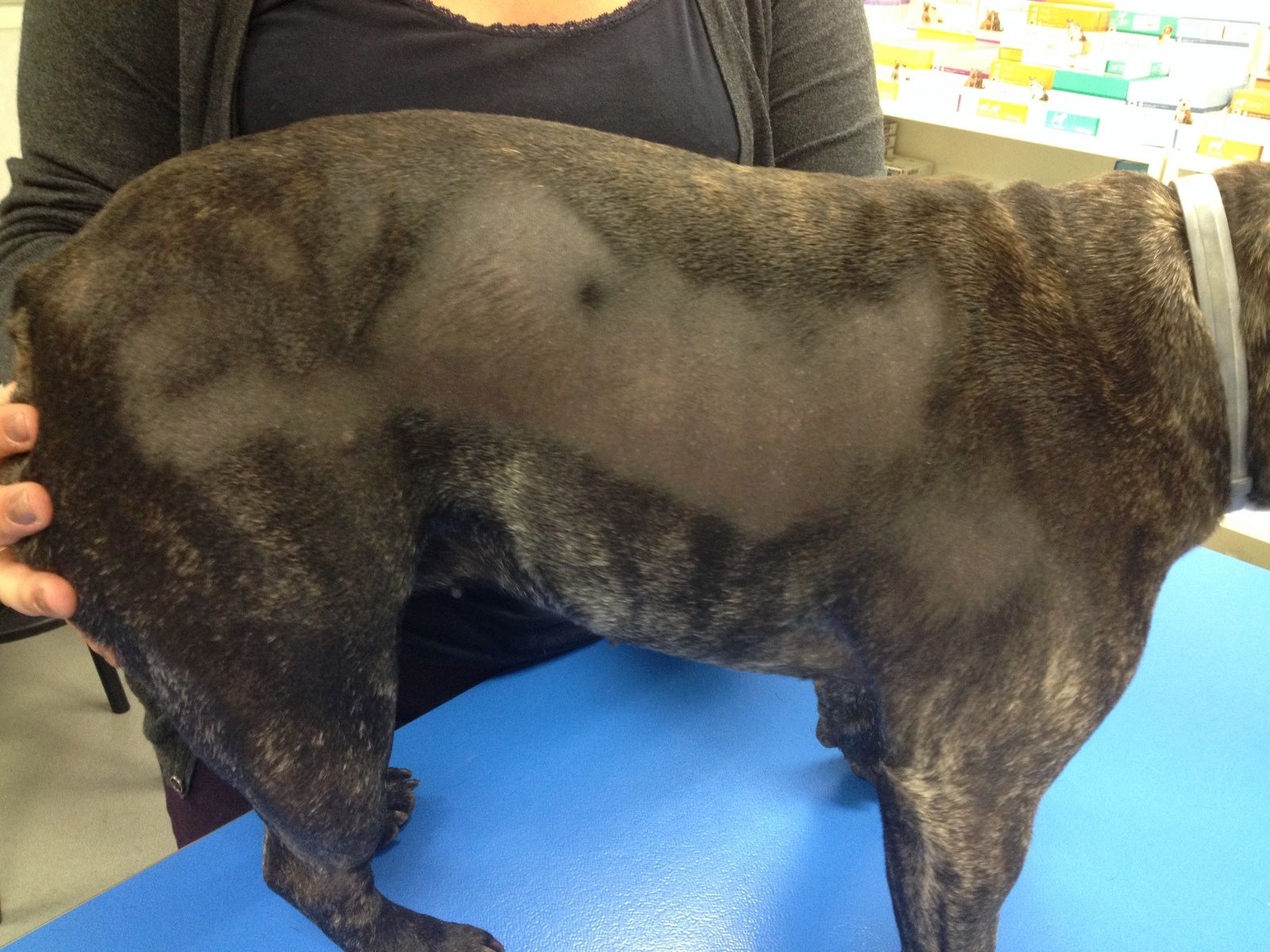 Dermatologie Vétérinaire - Blog d'information de dermatologie ...