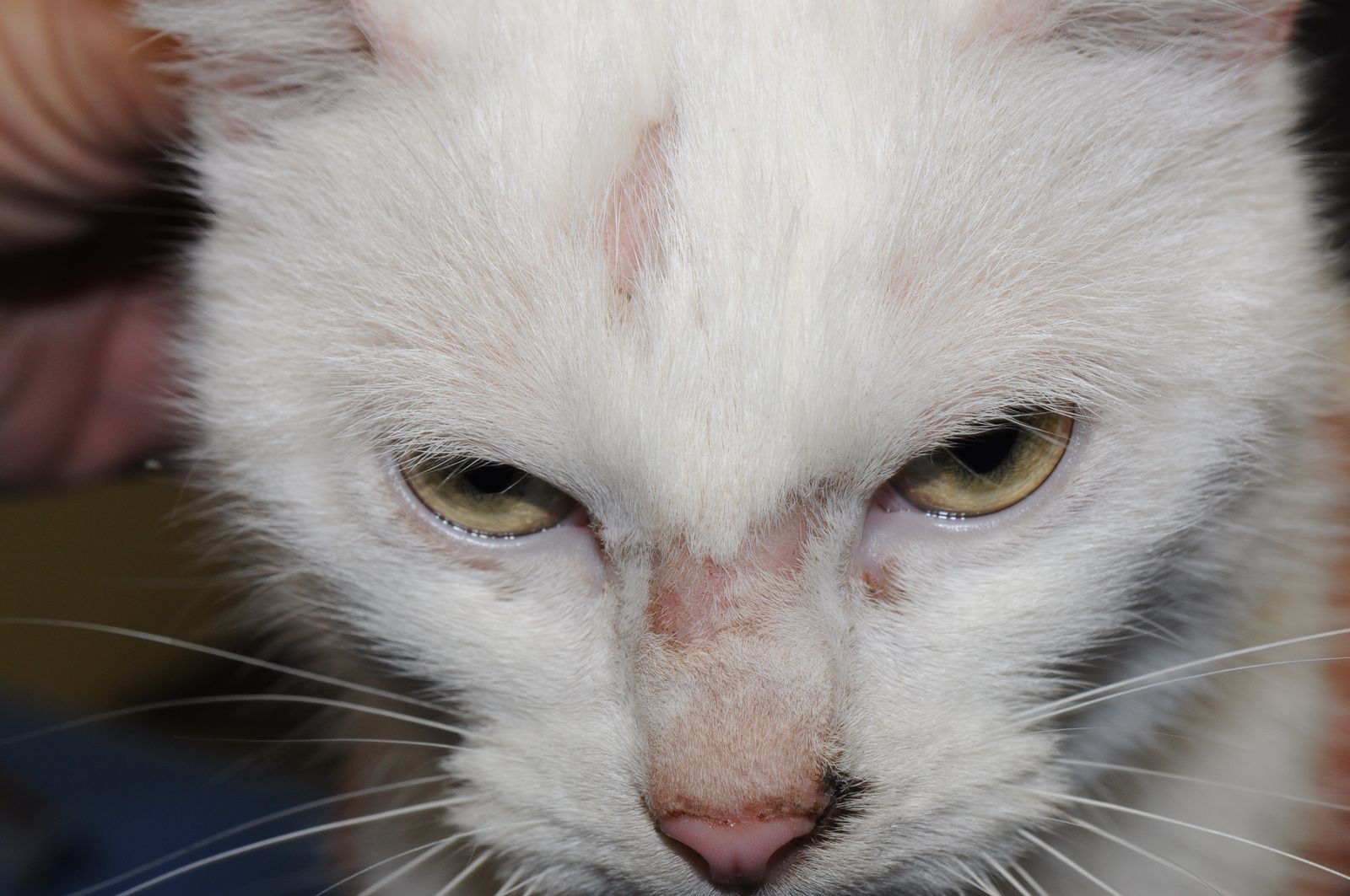 Traitement de la teigne : publication d'un référentiel par le groupe ...