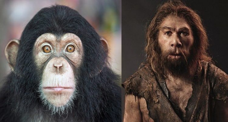 Listes thématiques - Primate - Orthotop.fr - Correction orthographique ...