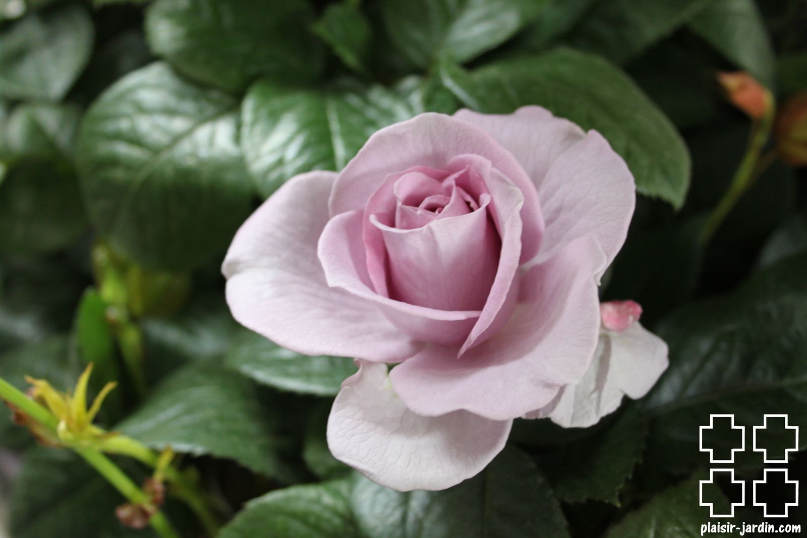 Les rosiers en B. de Bl. à Bo. - plaisir-jardin.com