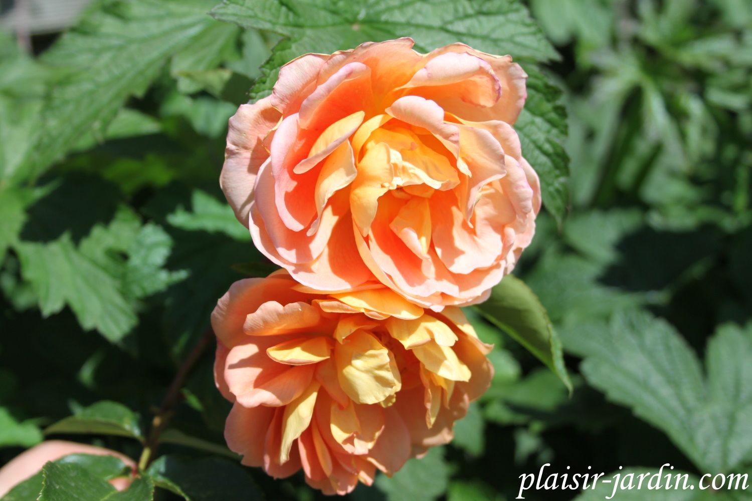 Les rosiers en P. de Par à Pb. - plaisir-jardin.com