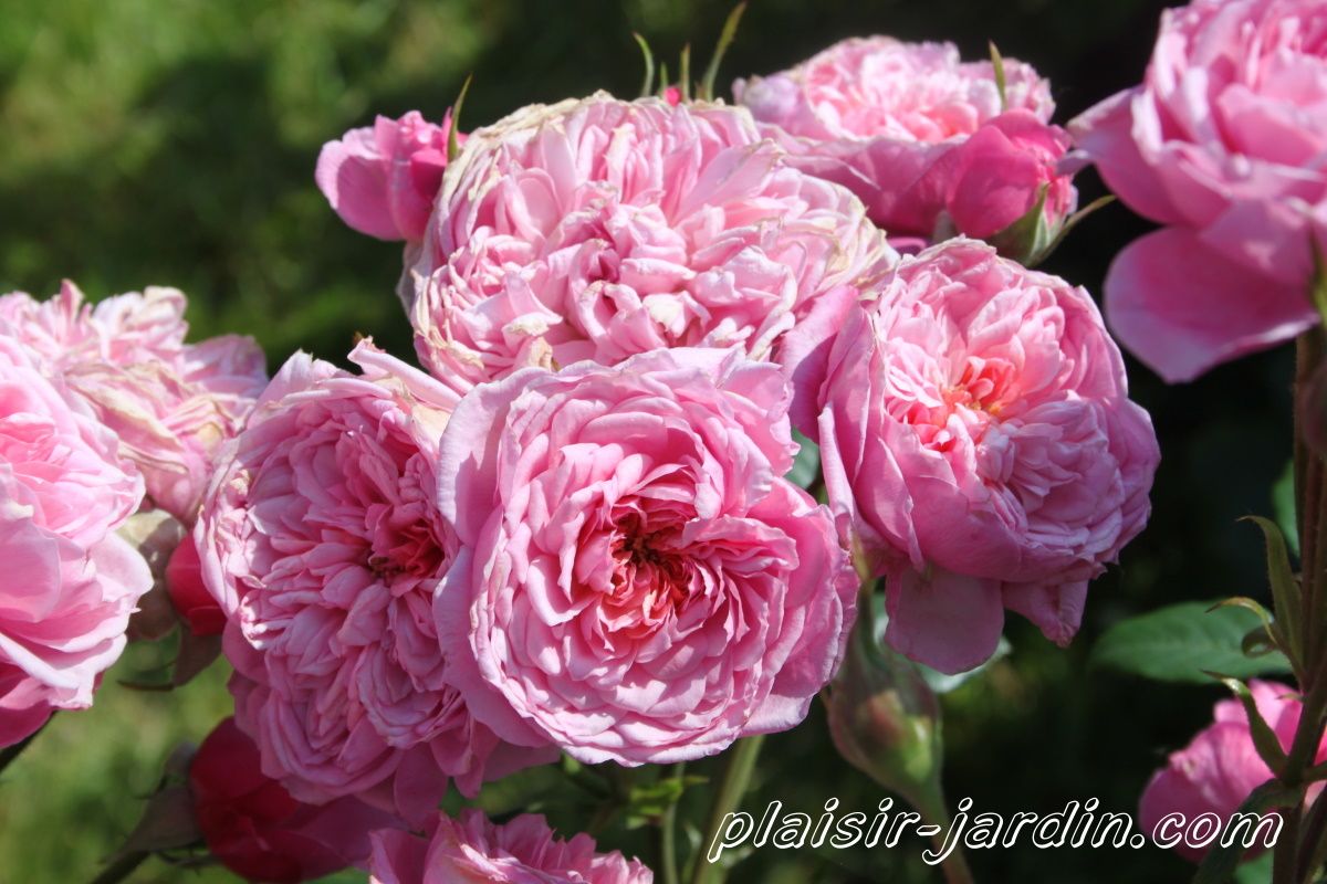 Les rosiers en P. de Par à Pb. - plaisir-jardin.com