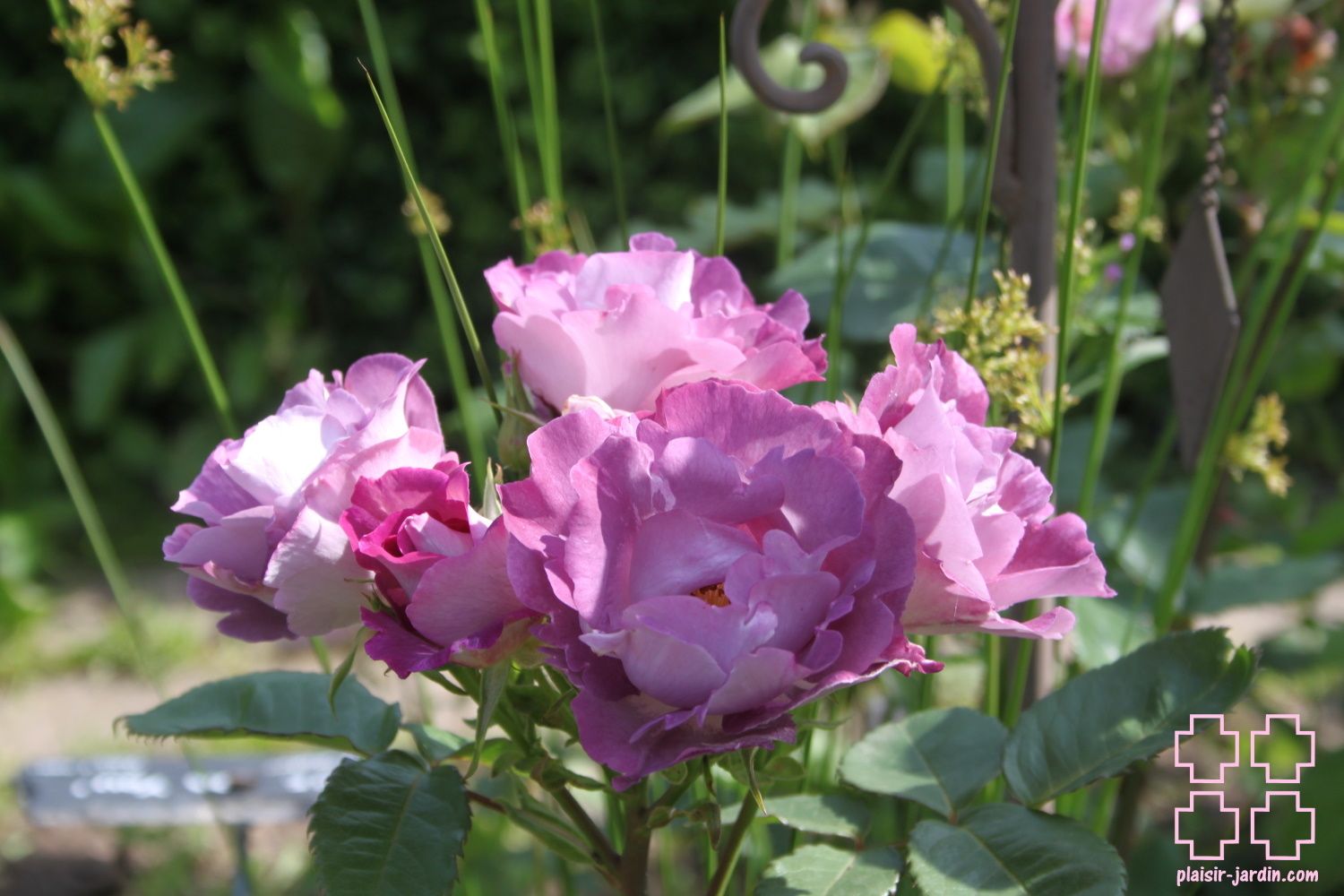 Les rosiers en P. de Pa à Pap. - plaisir-jardin.com