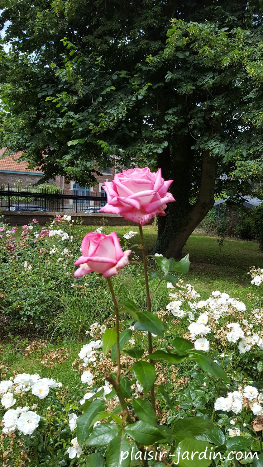 Le rosier Arthur Rimbaud - plaisir-jardin.com
