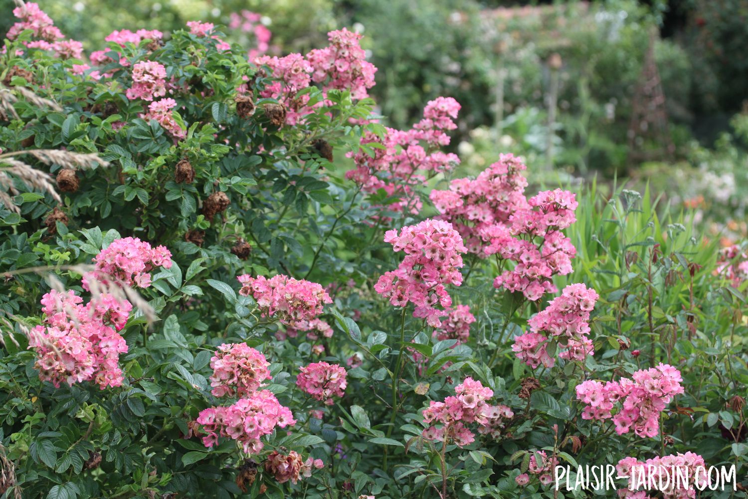 Les rosiers en P. de Par à Pb. - plaisir-jardin.com