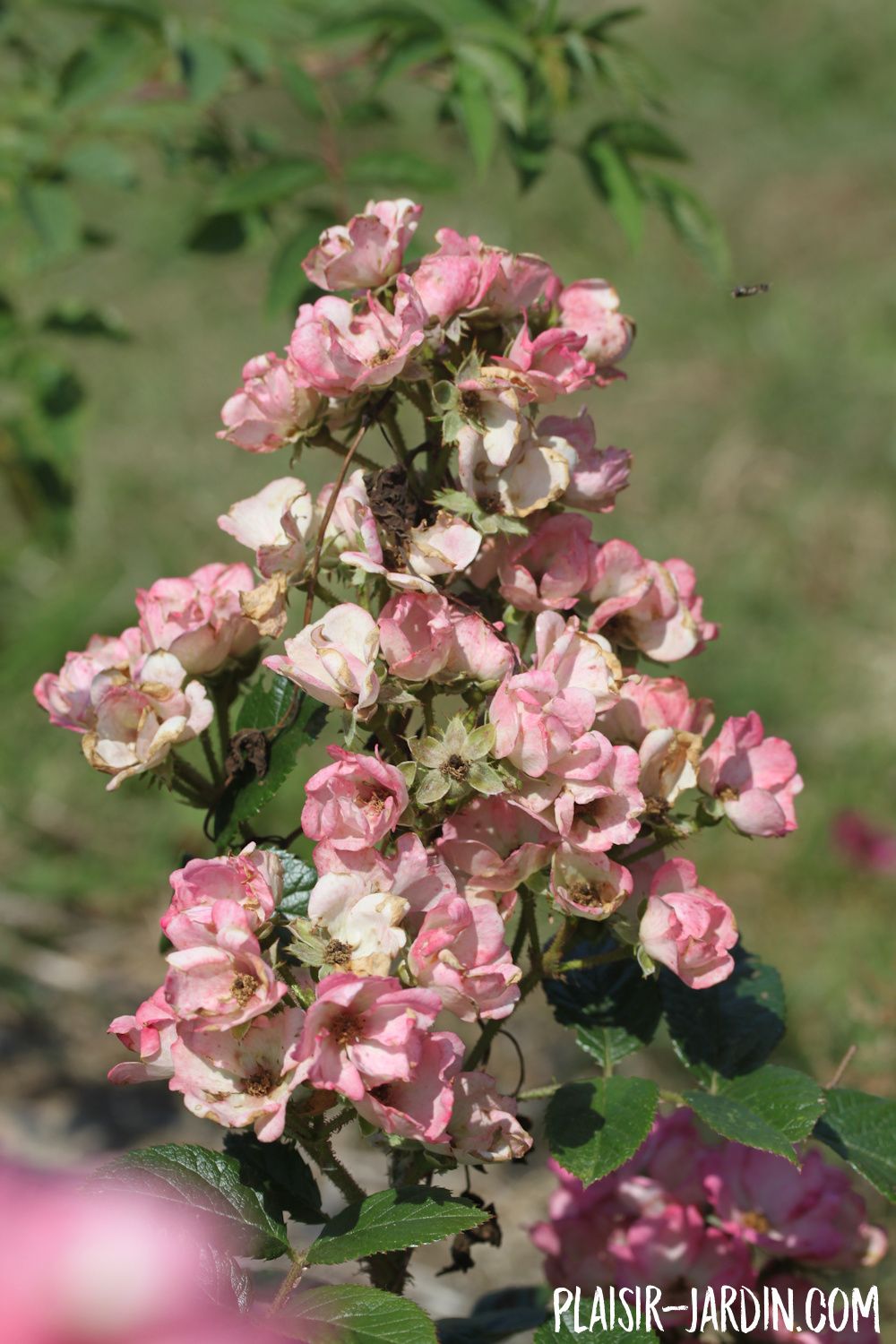 Les rosiers en P. de Par à Pb. - plaisir-jardin.com