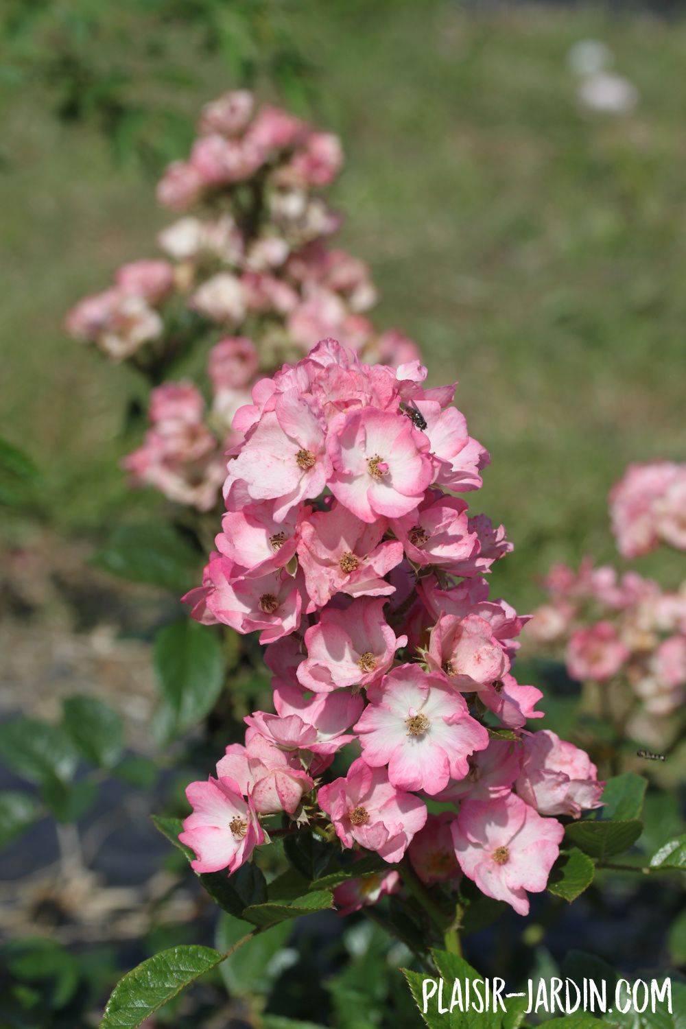 Les rosiers en P. de Par à Pb. - plaisir-jardin.com