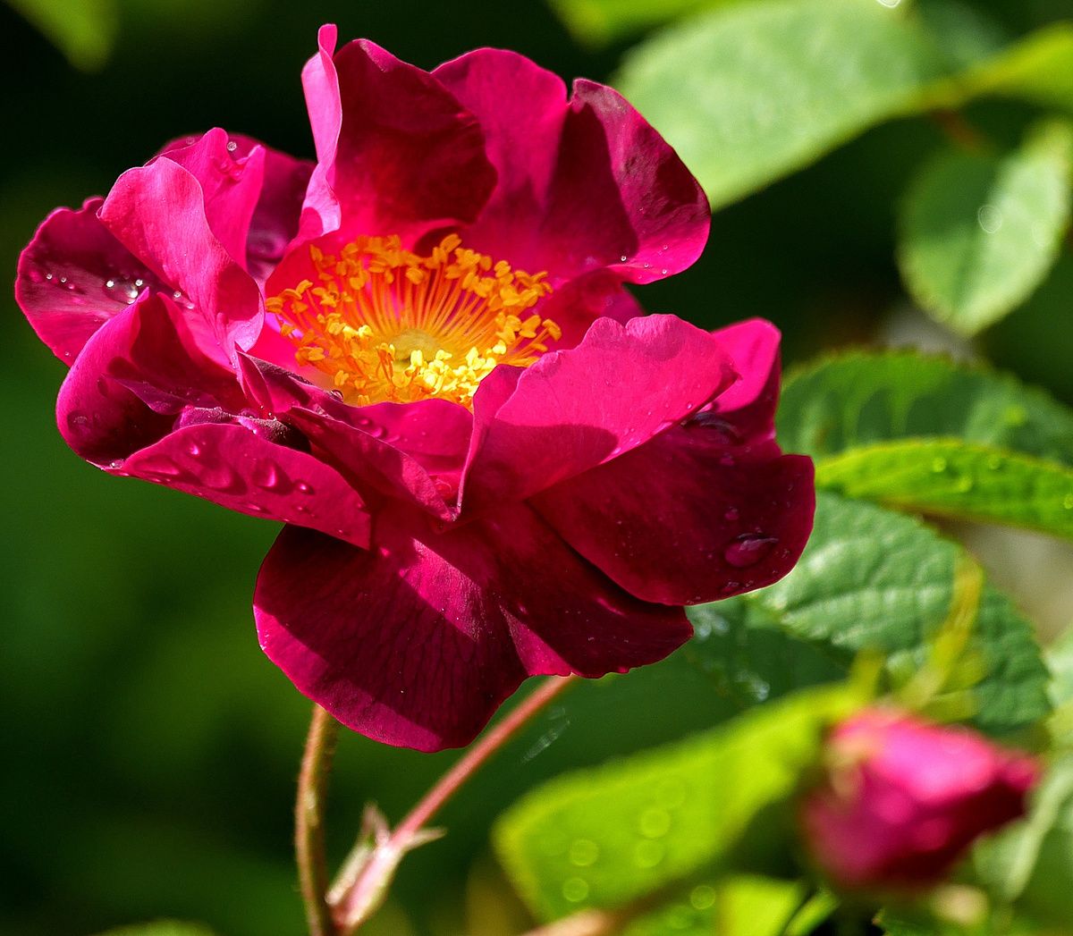 Beauté des roses… - le blog alain Barré