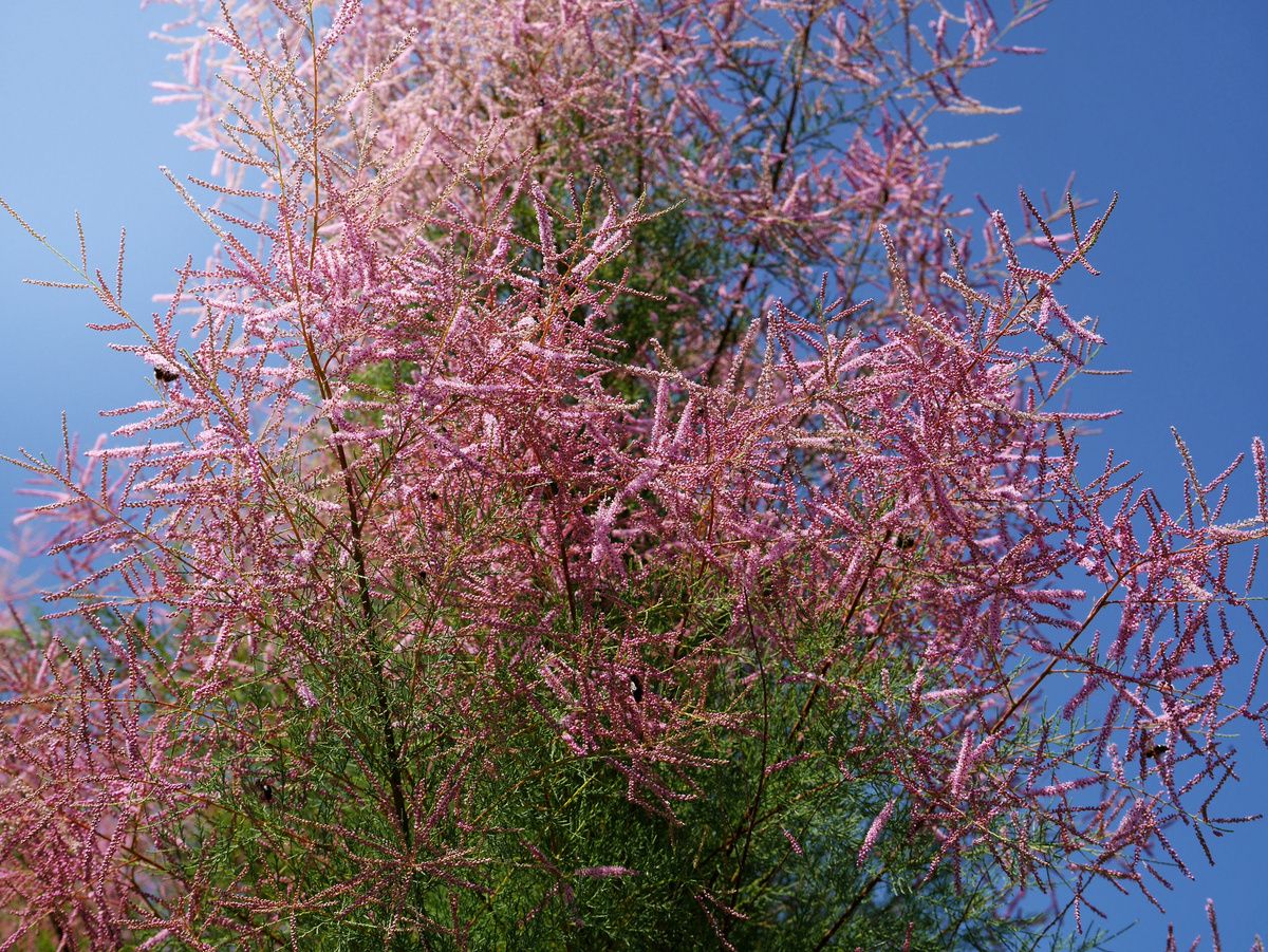 TAMARIS - le blog alain Barré