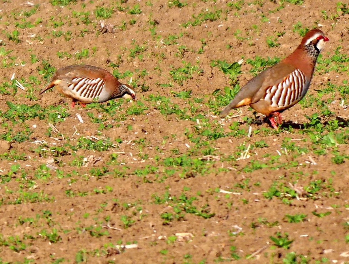 perdrix rouge - le blog alain Barré