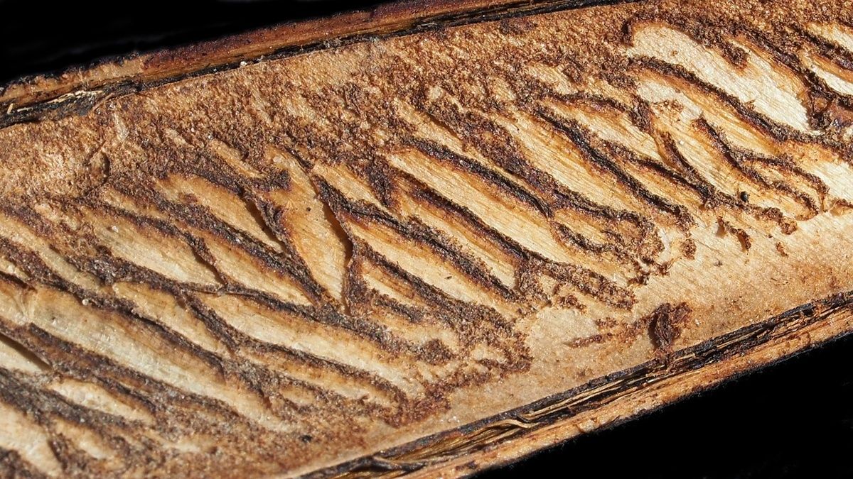 gousse - le blog alain Barré