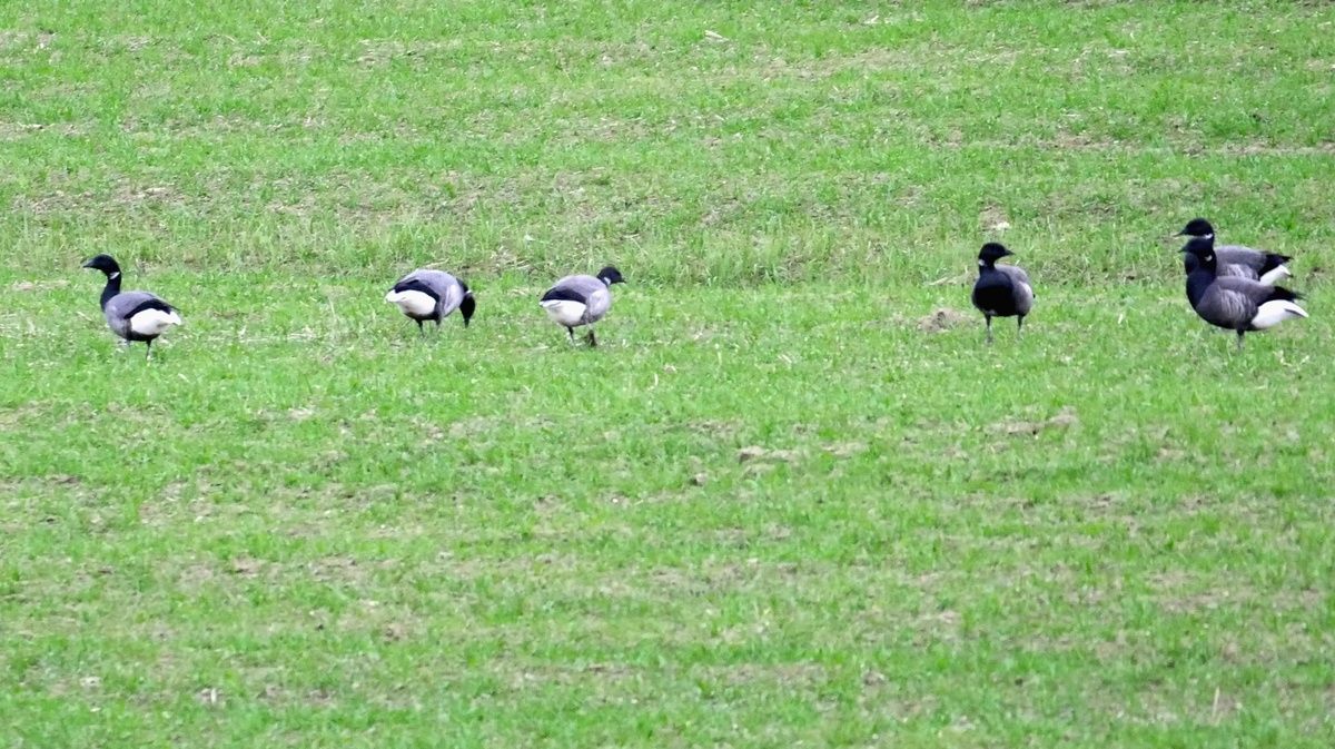 Bernaches - le blog alain Barré