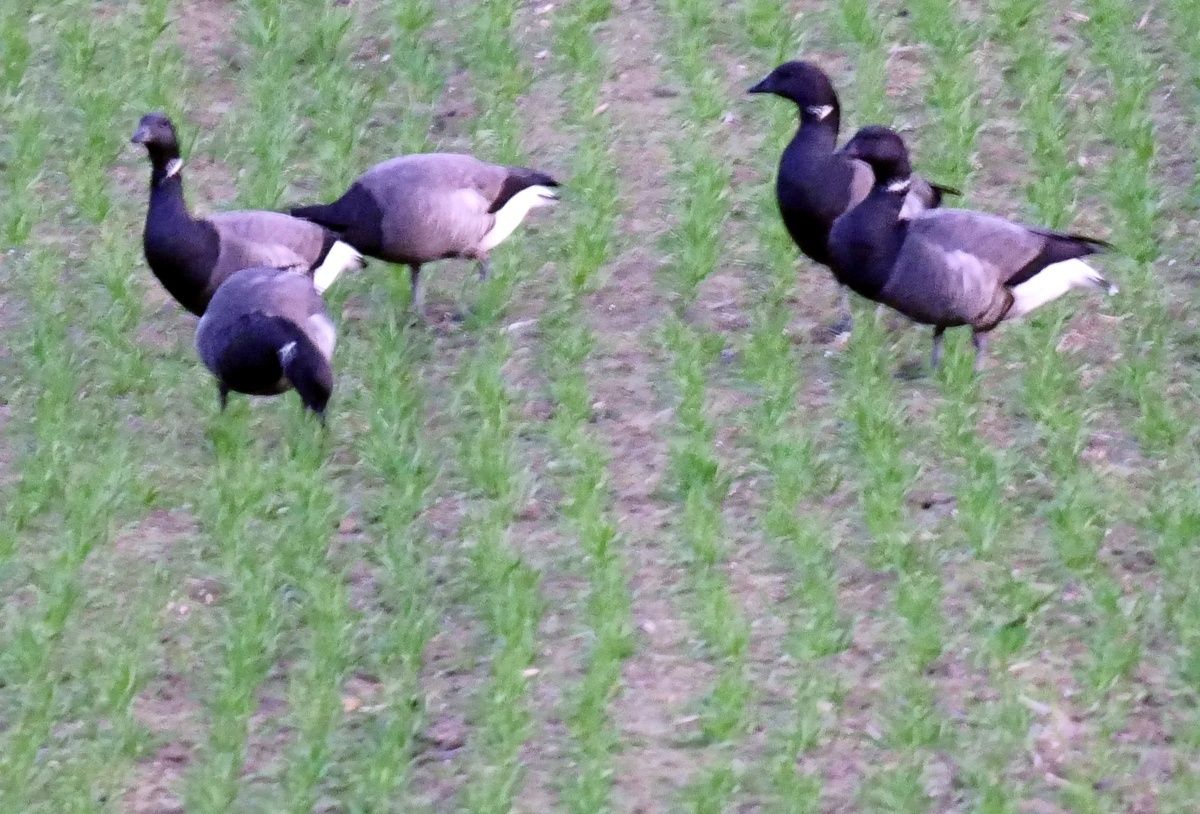 Bernaches - le blog alain Barré