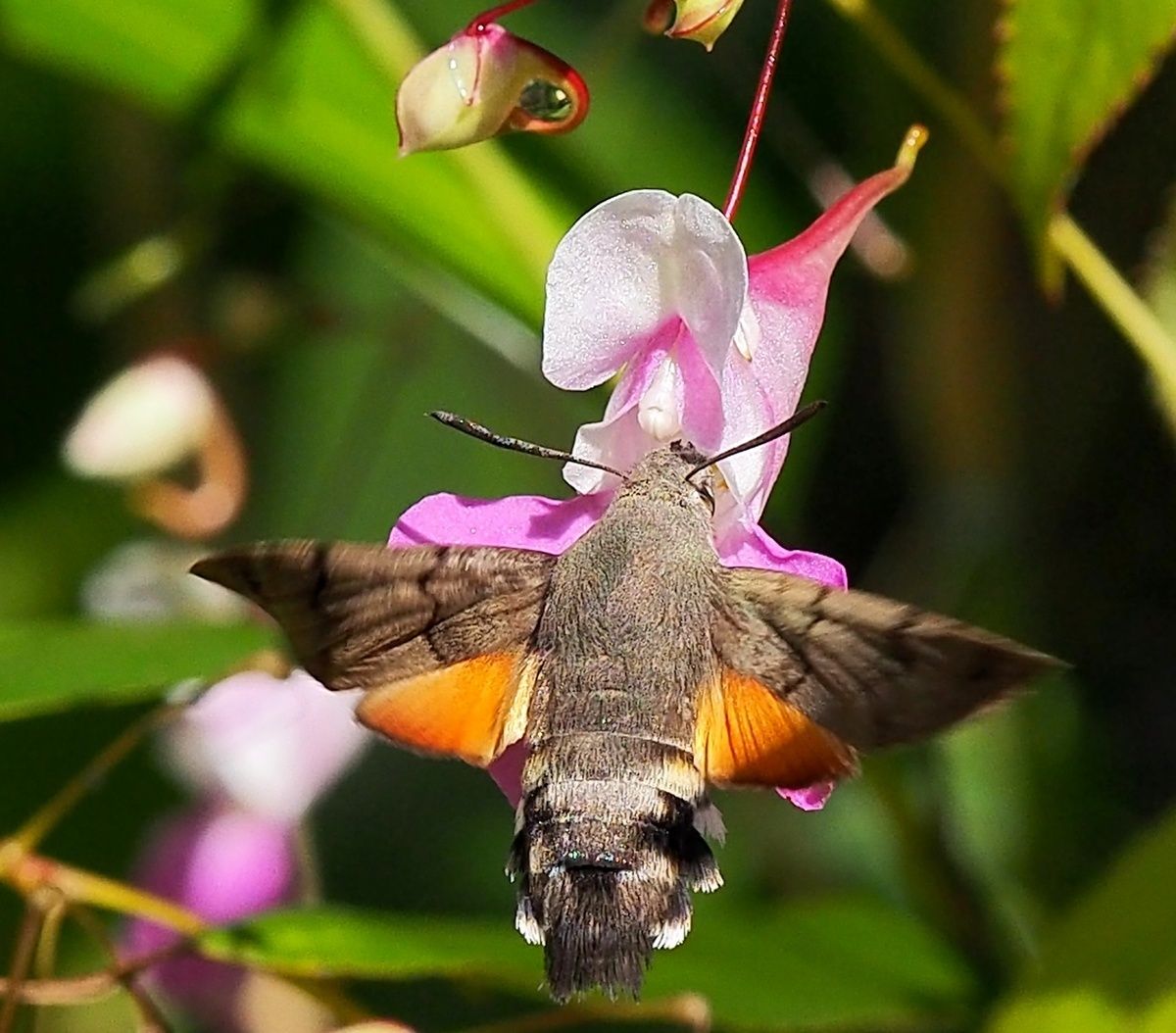 papillon-colibri - le blog alain Barré