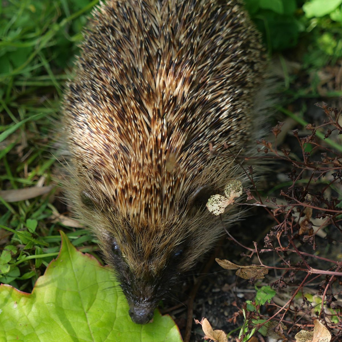 Hérisson - le blog alain Barré