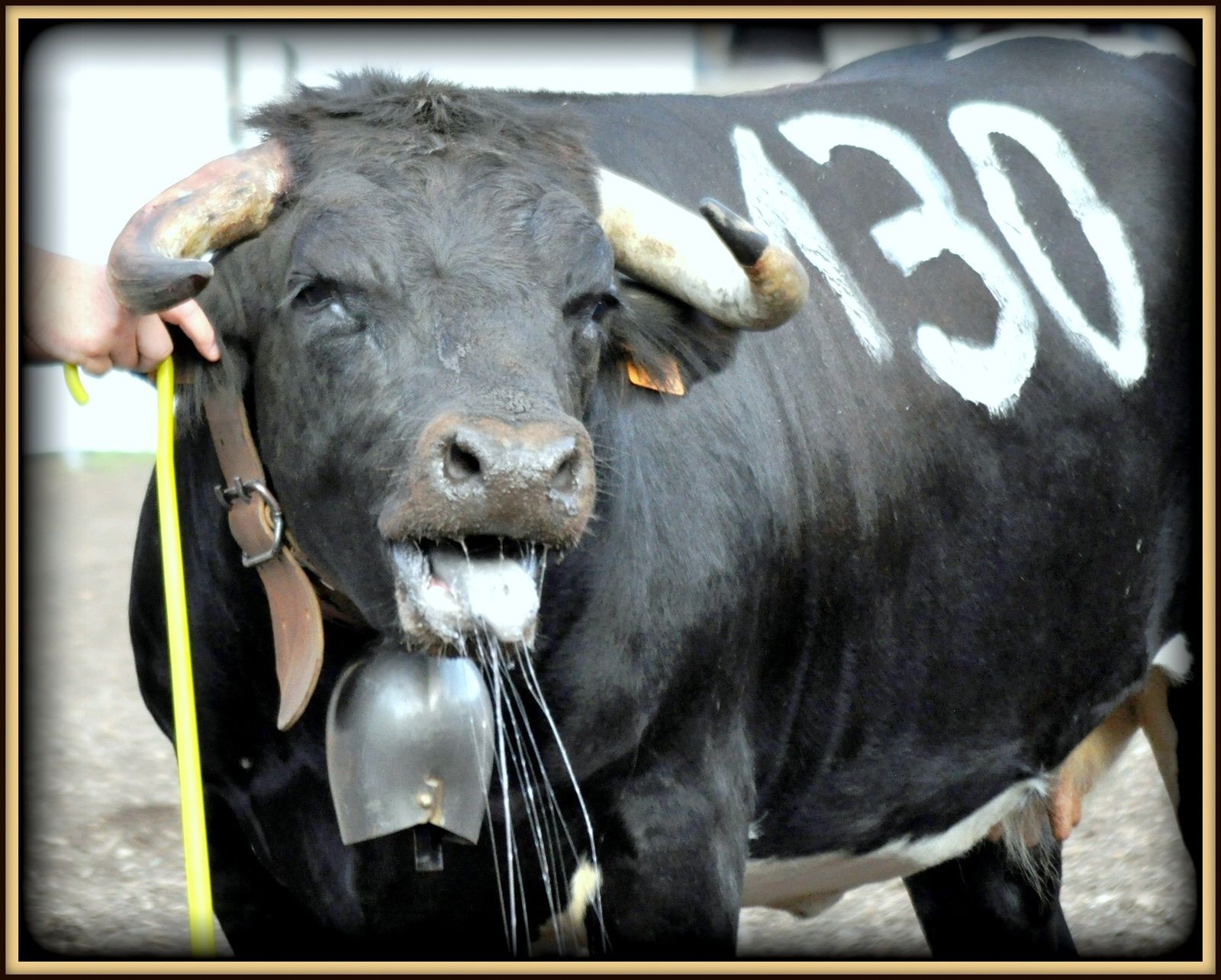Combat de l'Espace Mont Blanc photos de Sébastien Roduit - Les Reines ...