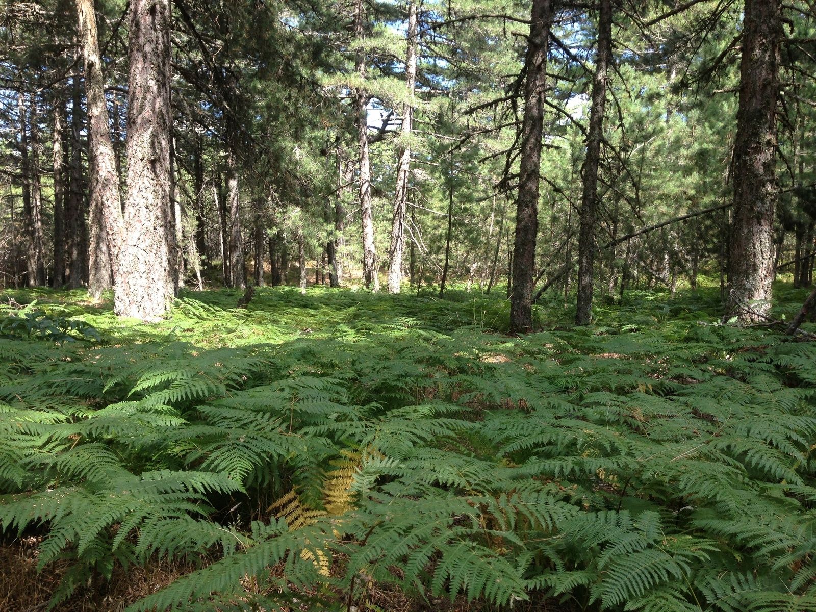 Fougères - Les petites Photos de Flo