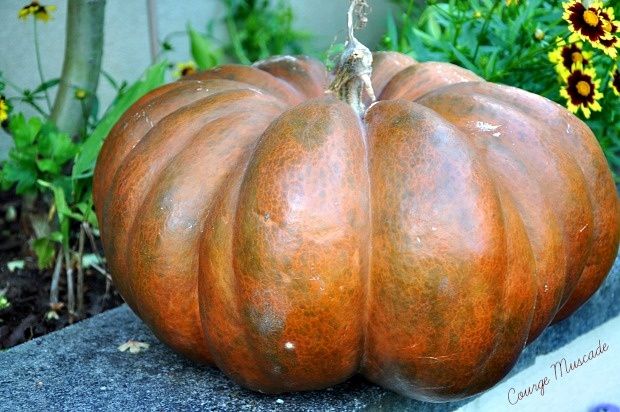 Parmentier à la courge muscade