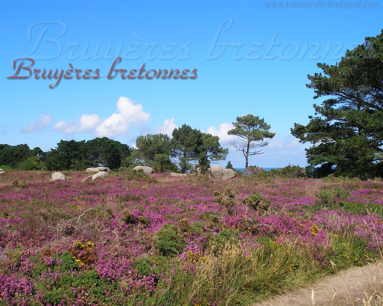 FLEURS DE BRETAGNE .... - MANUTEA3356-GWENN