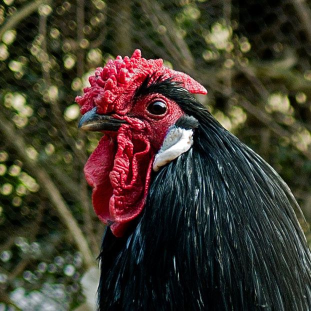 La Poule d'Alsace - Plus belle la vie de poule