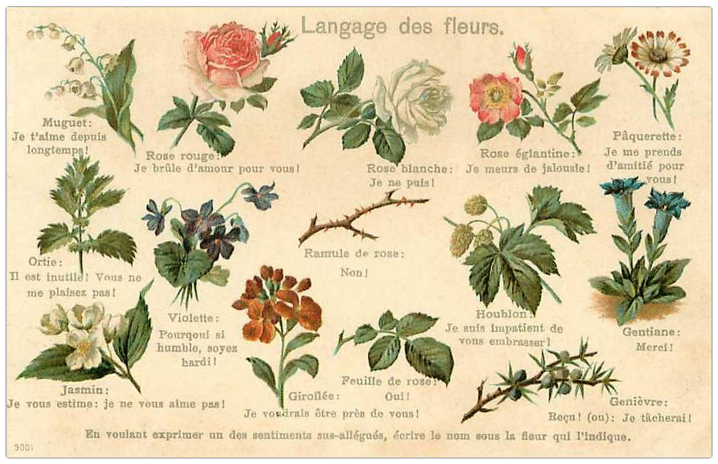 Signification et langage des fleurs - Fahtia Nasr Art Scrapbooking et ...