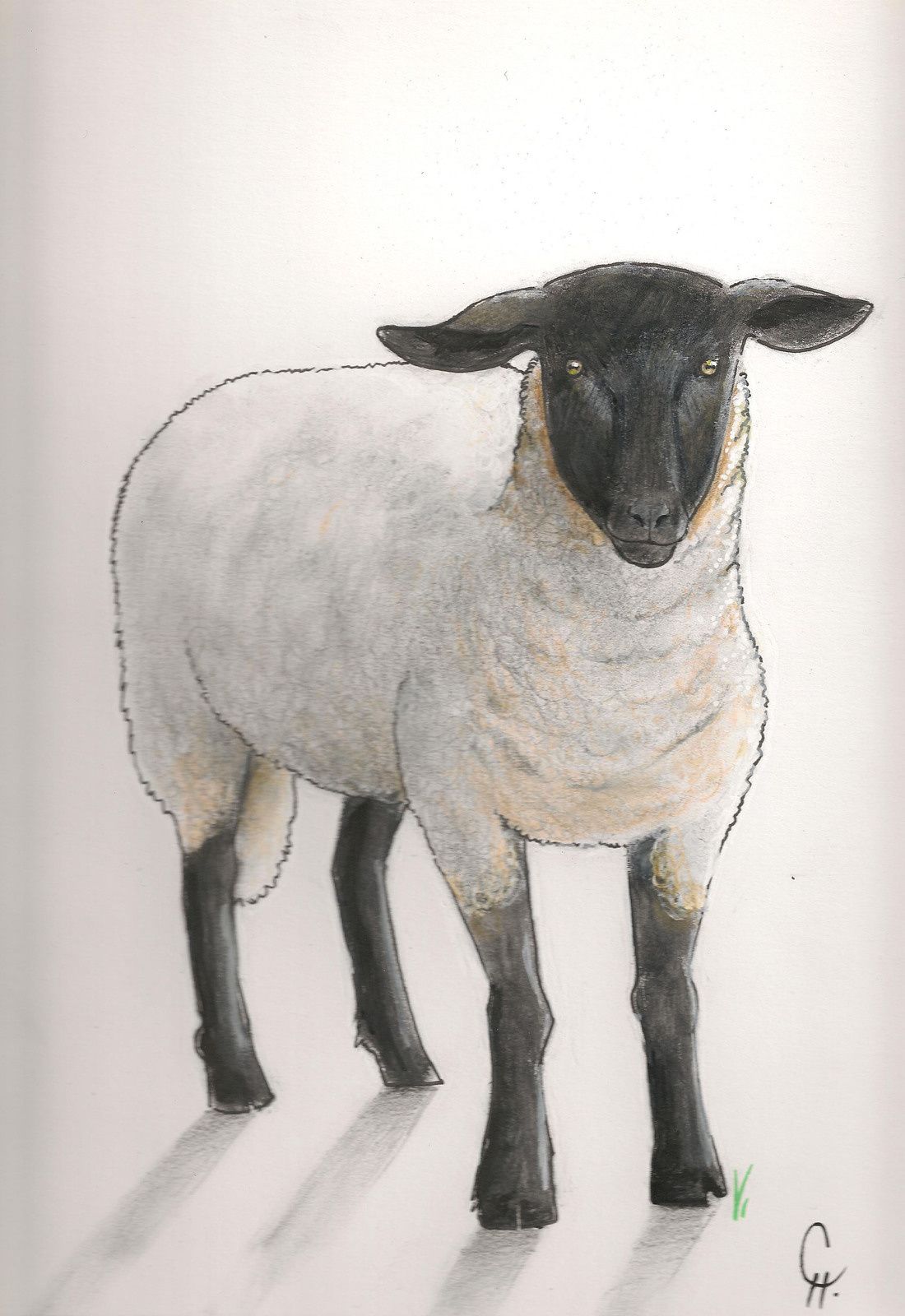 Dessine moi un mouton - Lili Houd