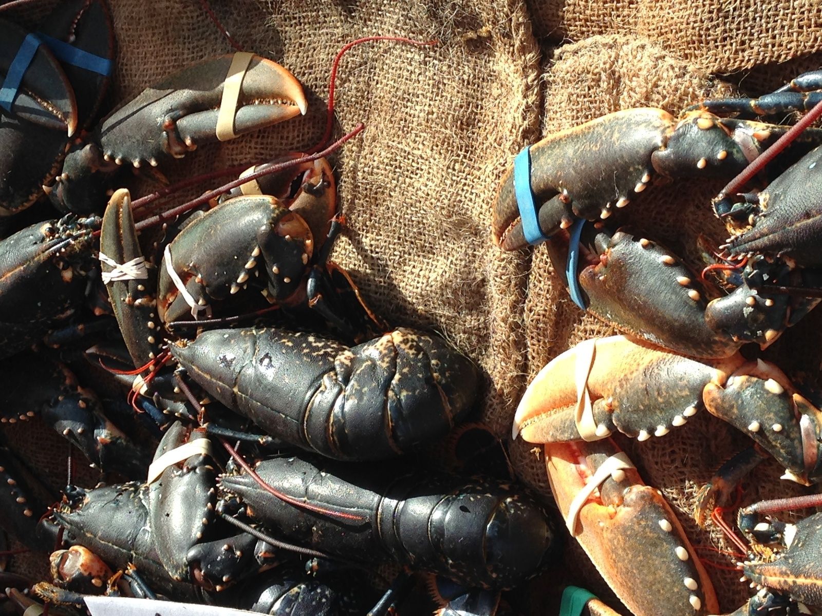 BRETAGNE, CARNET DE VOYAGE - Jean-Michel Bardet, un cuisinier inspiré ...