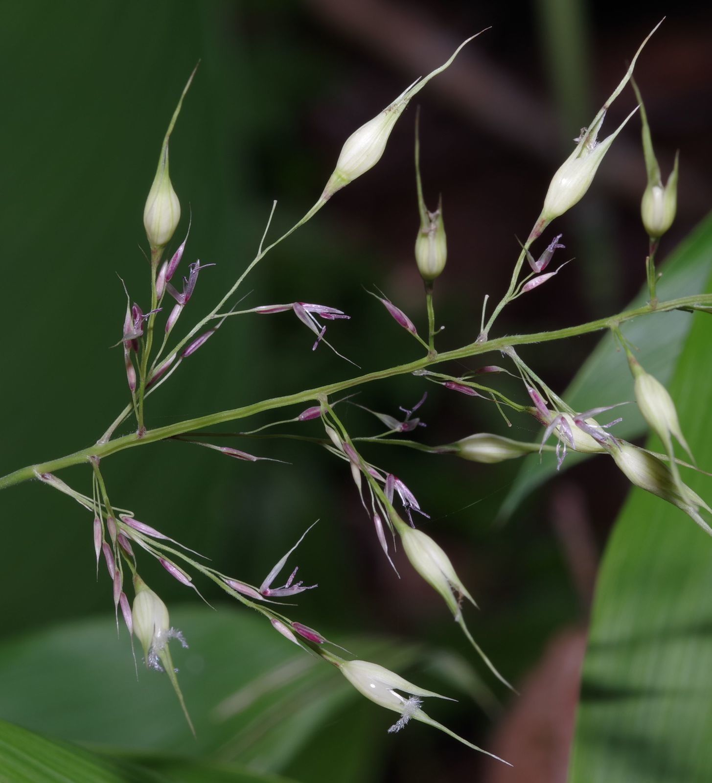Olyra latifolia - lachaussetterouge.over-blog.com