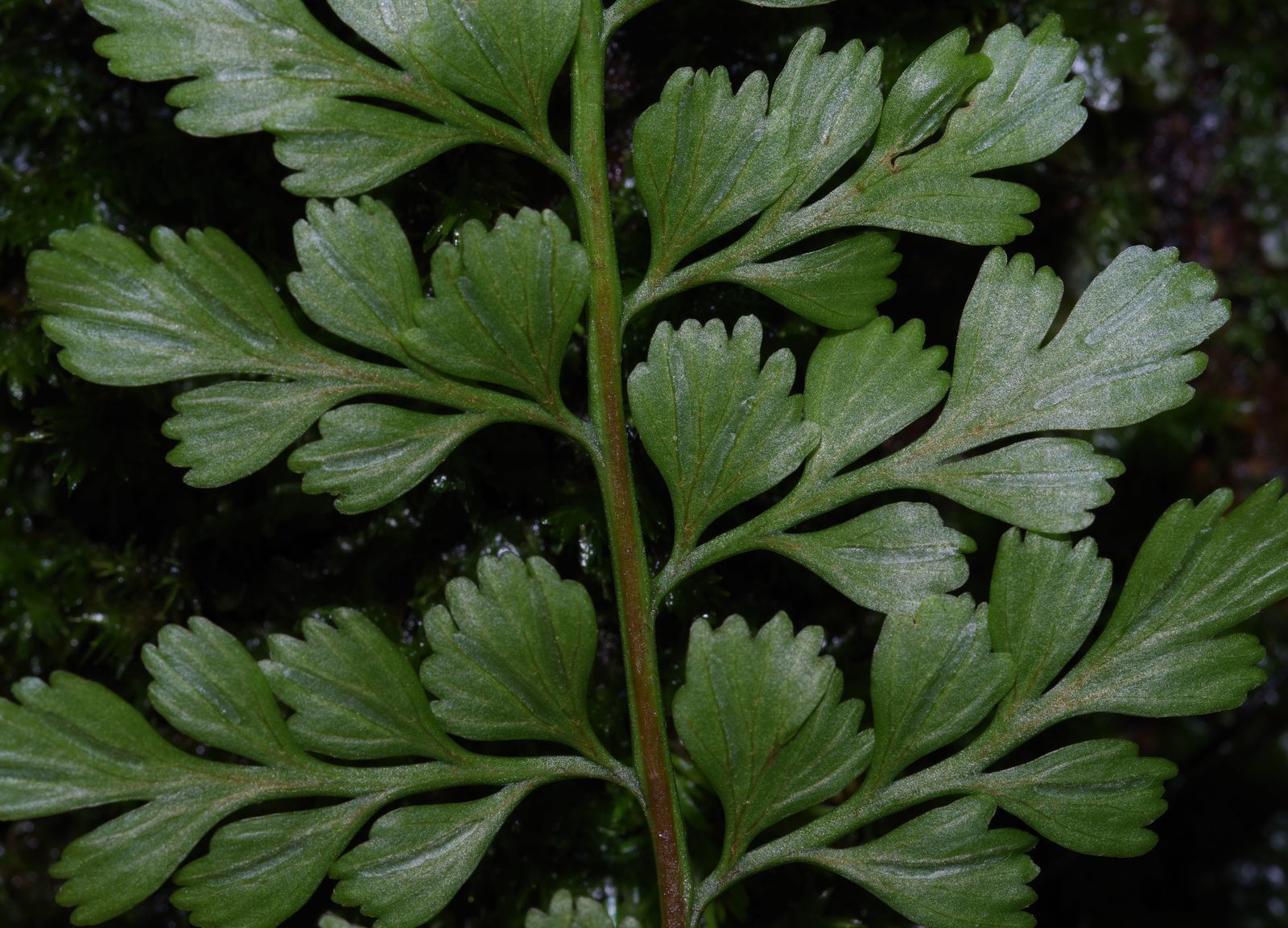 Asplenium cuneatum - lachaussetterouge.over-blog.com