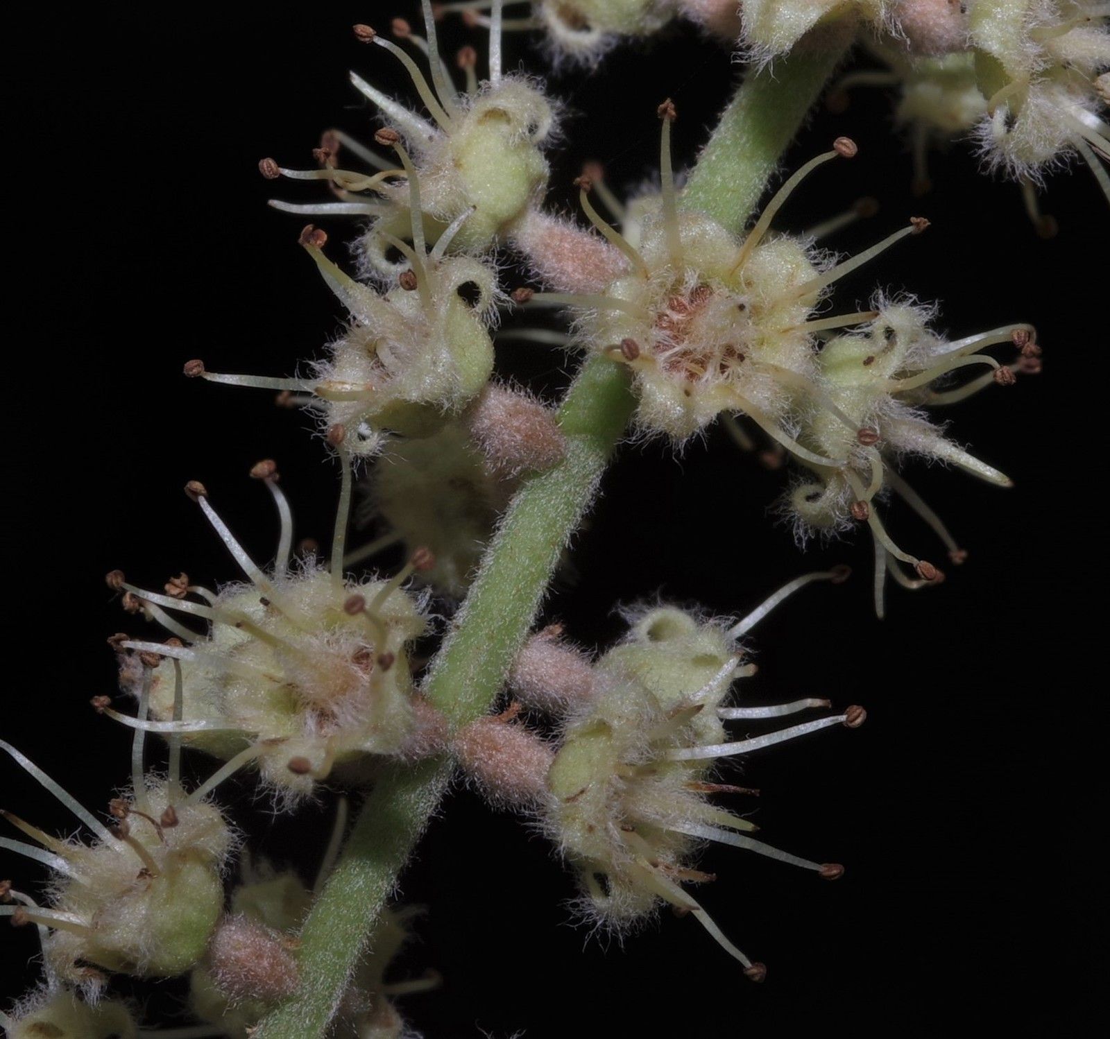 Terminalia lucida (à confirmer) - lachaussetterouge.over-blog.com