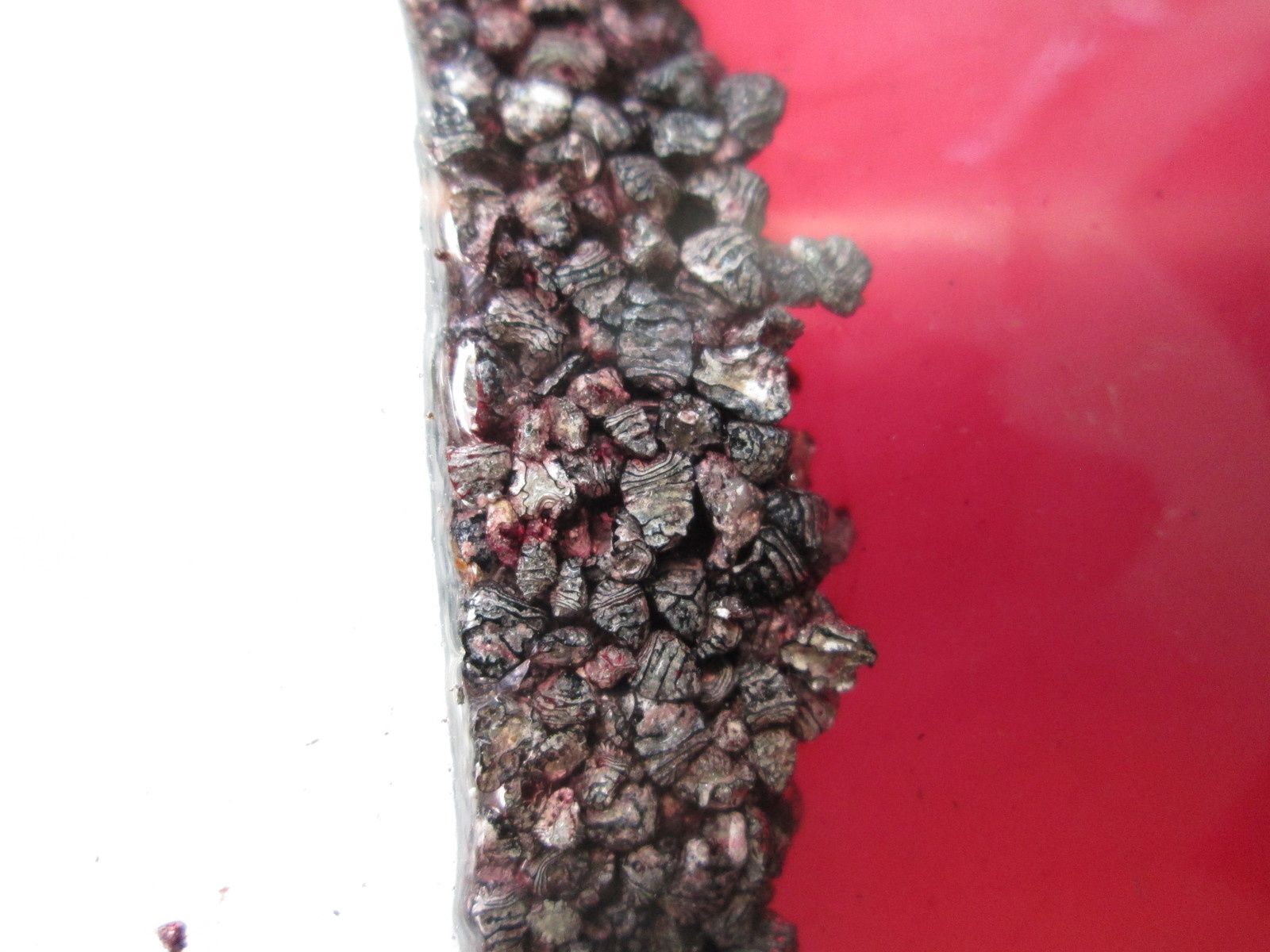 L'exception - les cochenilles.... - Rouge Garance