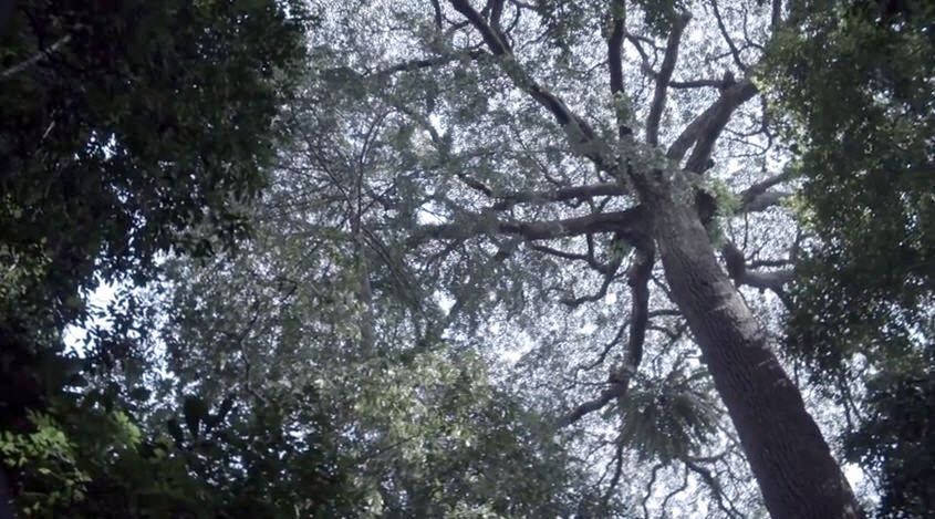 Voyage en forêts des pluies #3 : Forêt primaire & secondaire ...