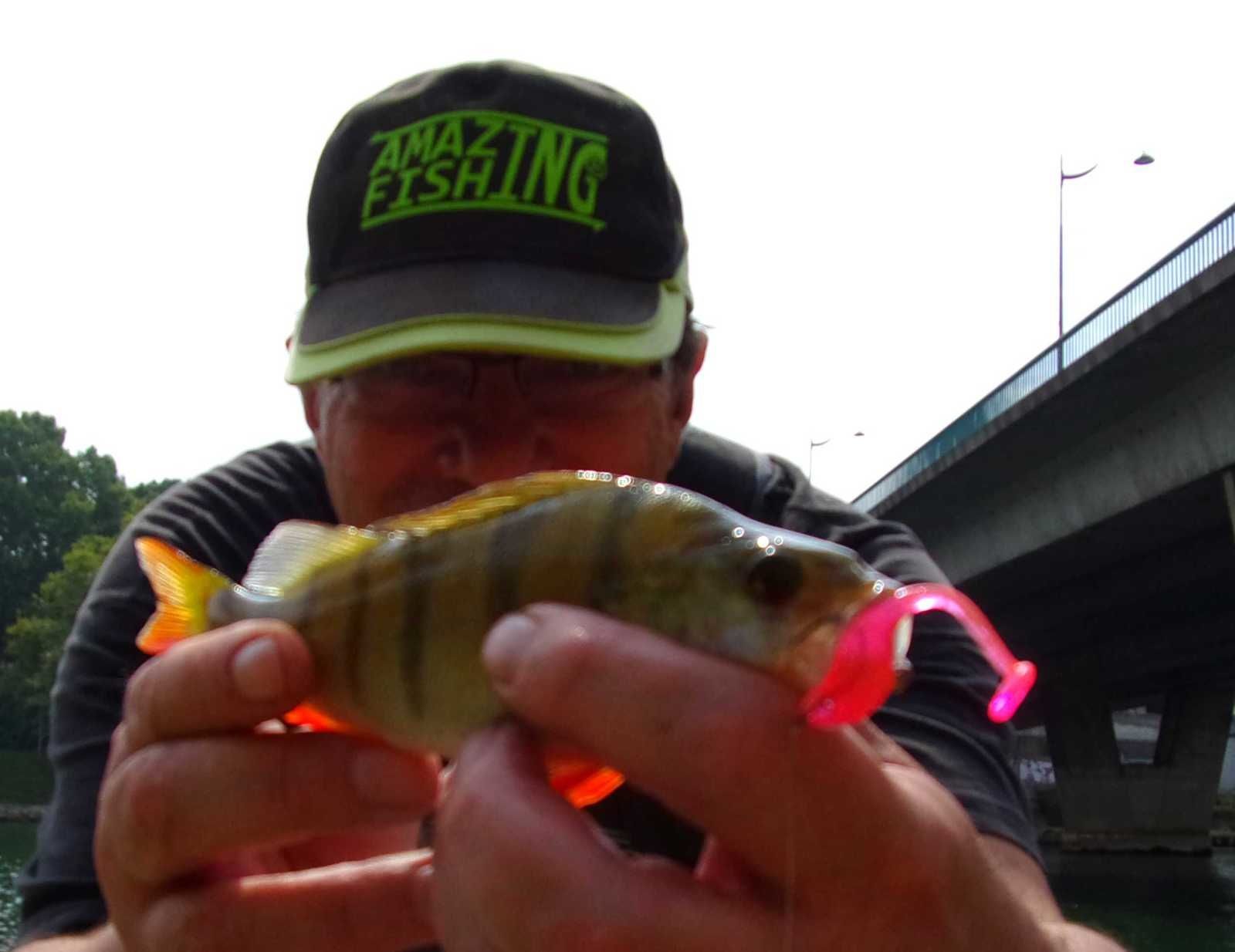 Retour de vacance.....et encore le meal perch shad ! - PICO 92 - Pêche ...