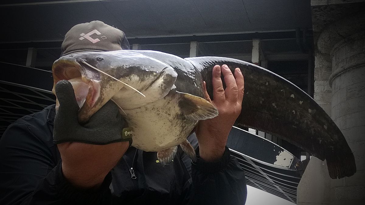 En juin, déconfinement de la pêche - PICO 92 - Pêche sportive aux ...