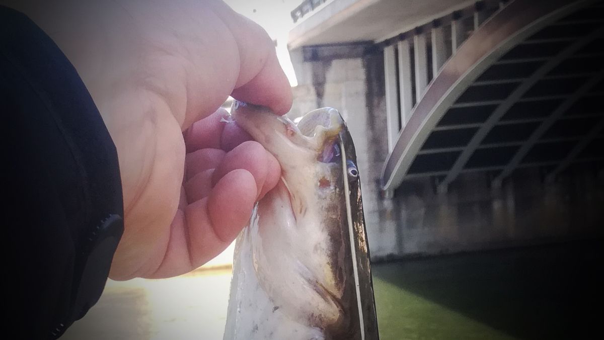 En juin, déconfinement de la pêche - PICO 92 - Pêche sportive aux ...