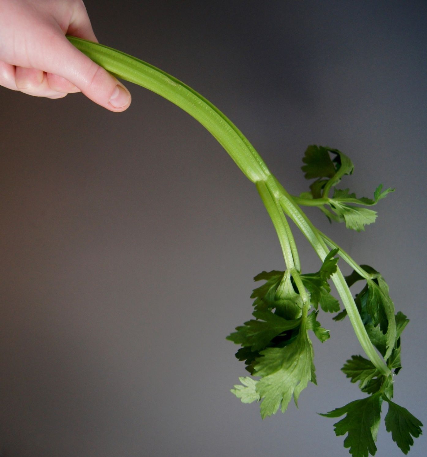 (céleri) Rave party - panse-ment.over-blog.com