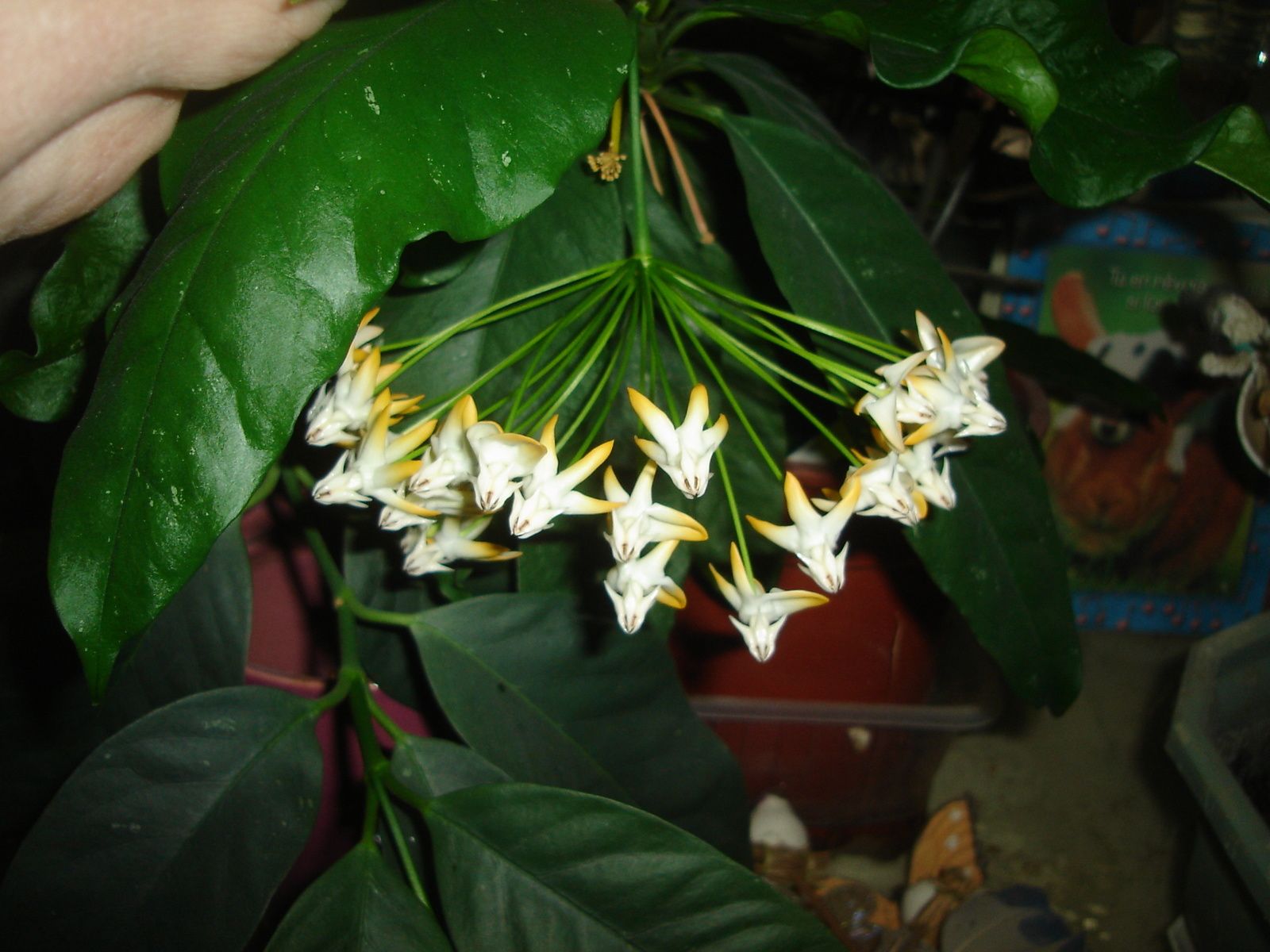HOYA MULTIFLORA SV 406 - UN PETIT COIN DE PARADIS
