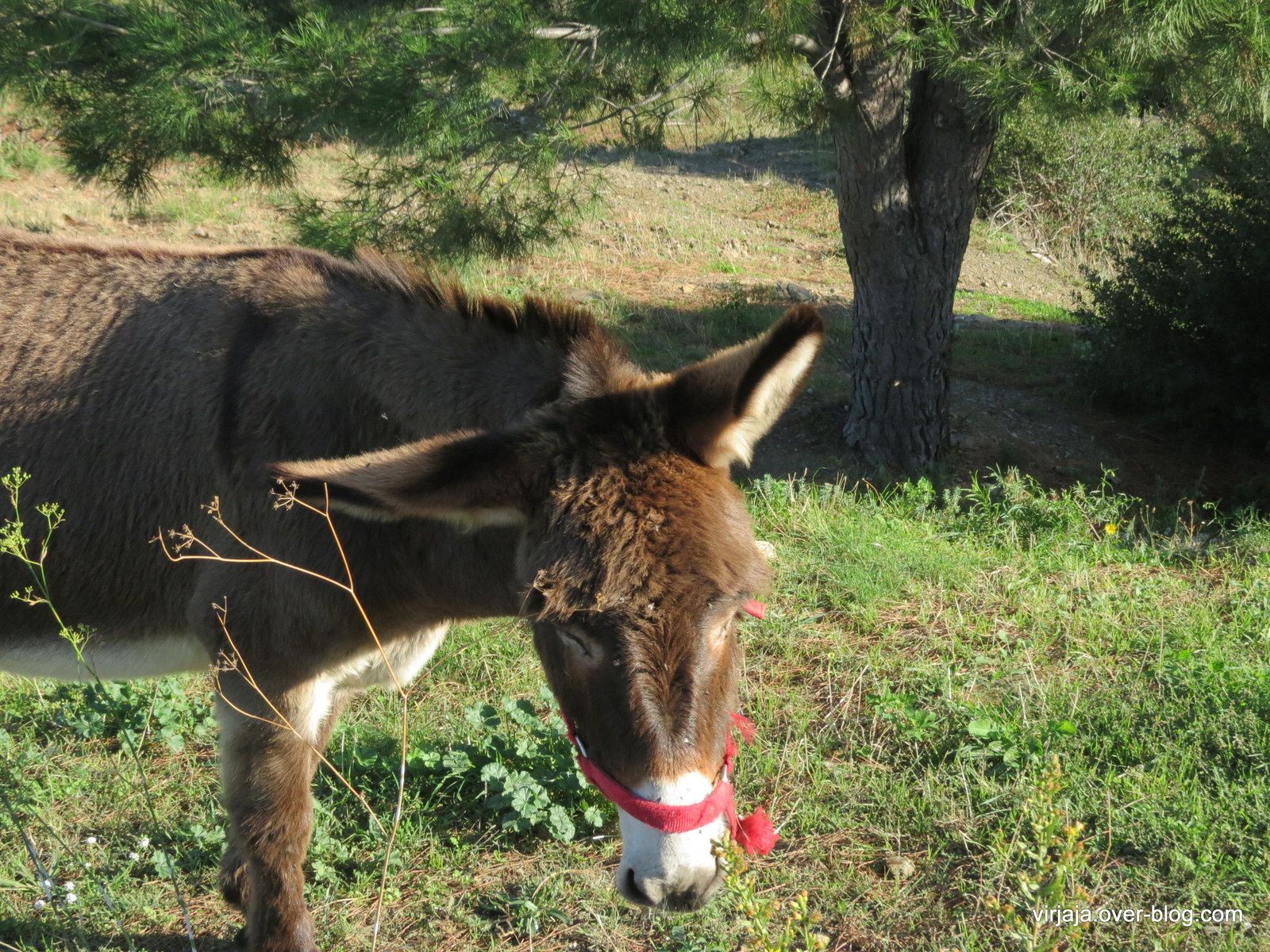 anes catalans - Le blog de virjaja