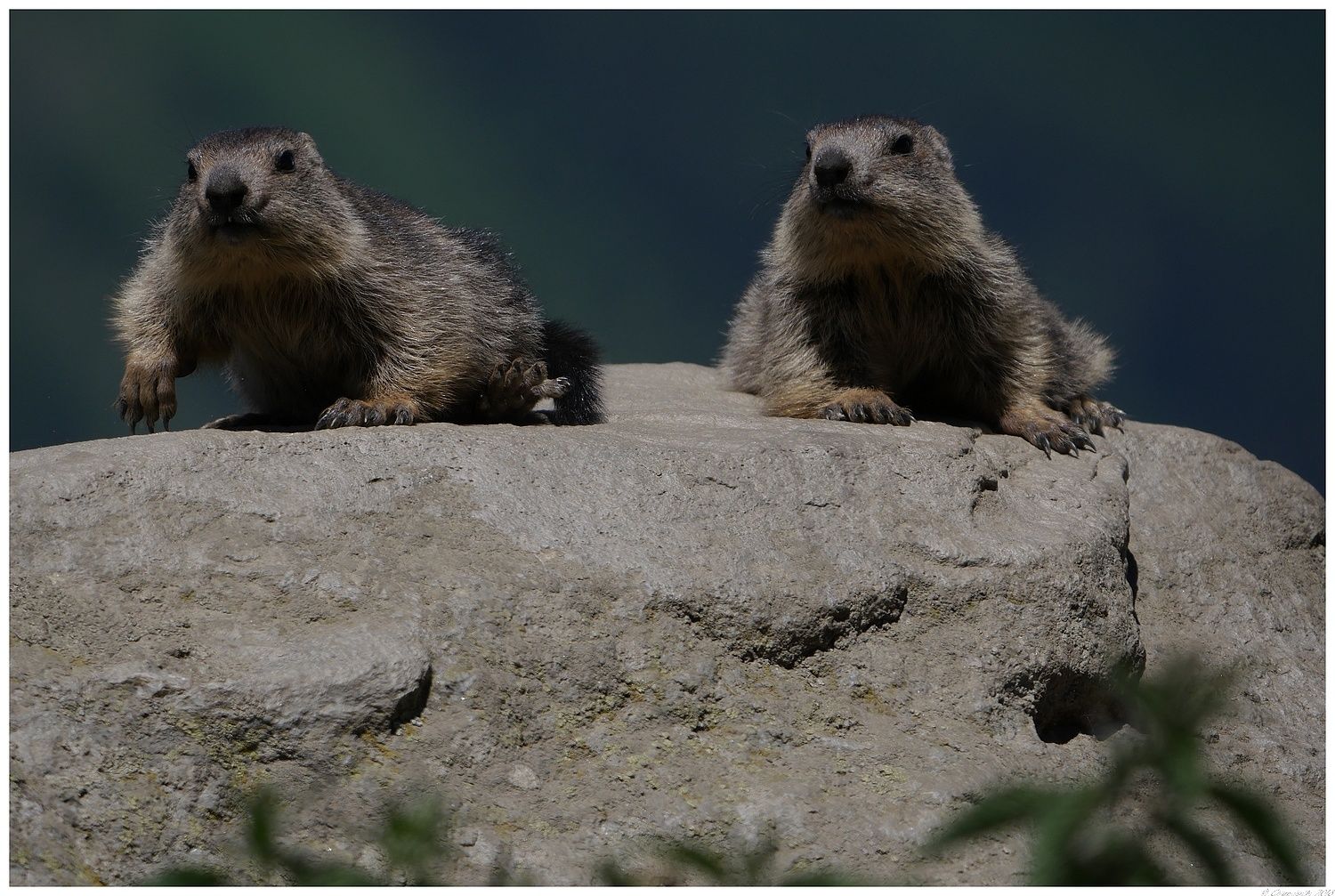 chez les marmottes suite 2 - les photos de Chamoiselle