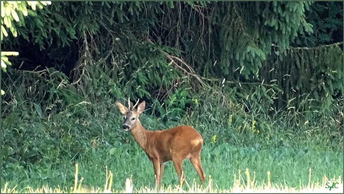 Un chevreuil en lisière de forêt... - La nature en photos... le plaisir ...